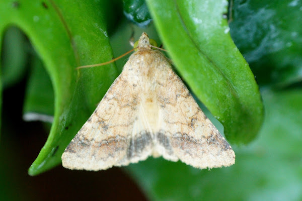 Noctuid Moth | Project Noah