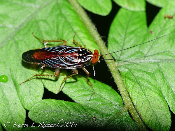 Wasp-mimic cockroach | Project Noah