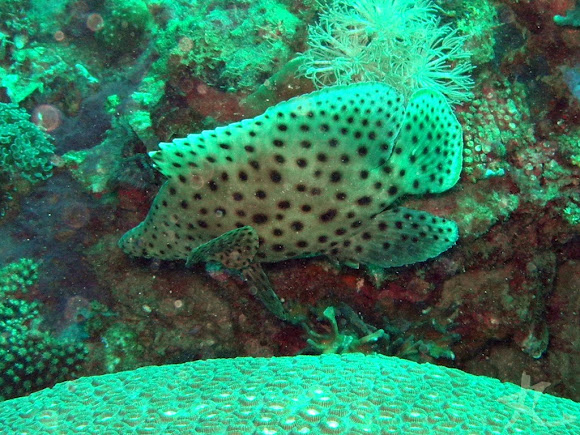 Humpback Grouper | Project Noah