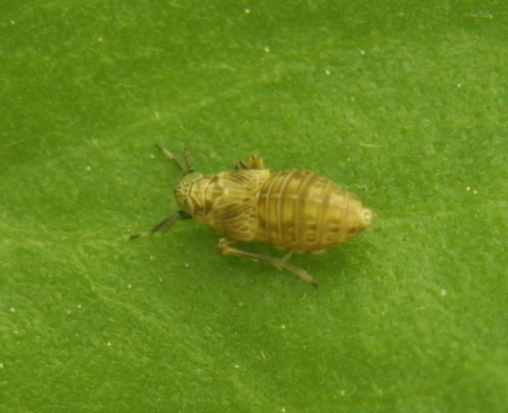 Unknown Hopper nymph | Project Noah