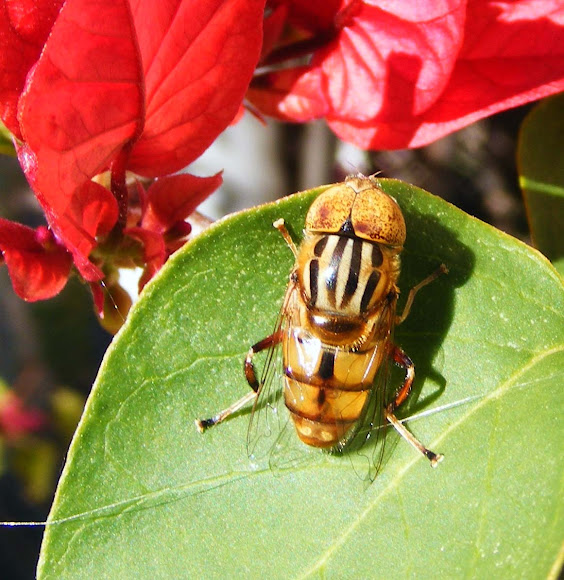 Native Drone Fly | Project Noah