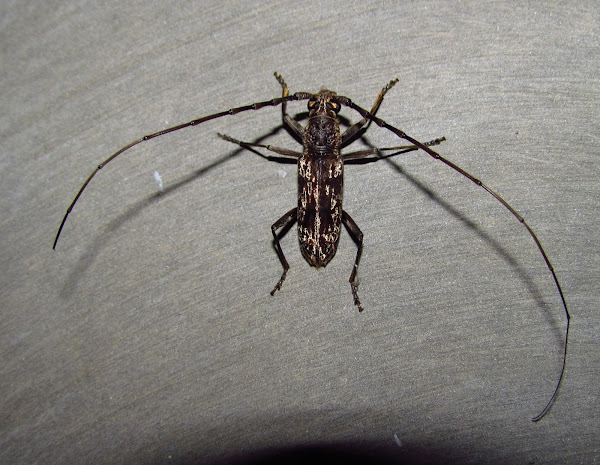 Long-horned beetle | Project Noah