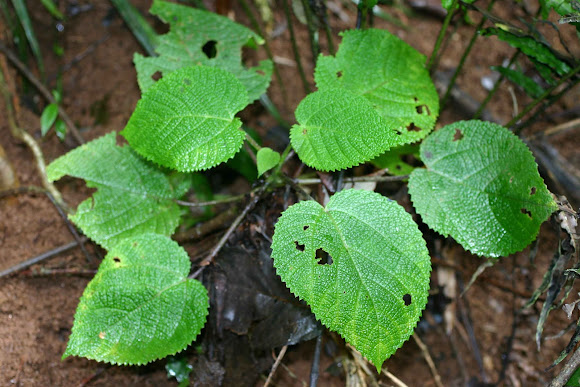 Stinging Tree | Project Noah