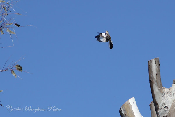 (Male) Northern Mockingbird | Project Noah