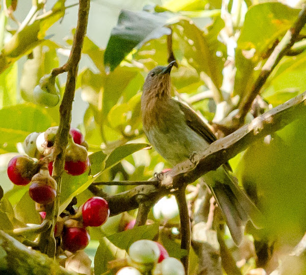 Philippine Bulbul | Project Noah