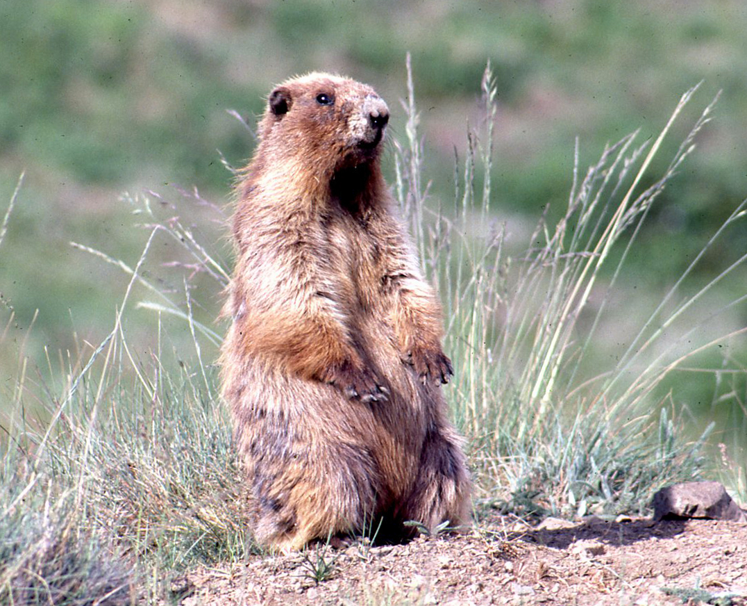 Hoary Marmot | Project Noah