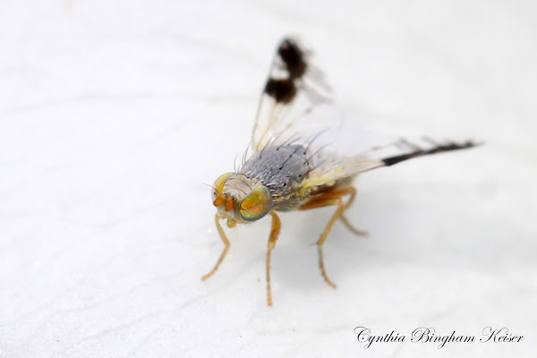 Fruit Fly | Project Noah