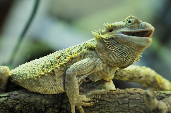 Bearded Dragon | Project Noah