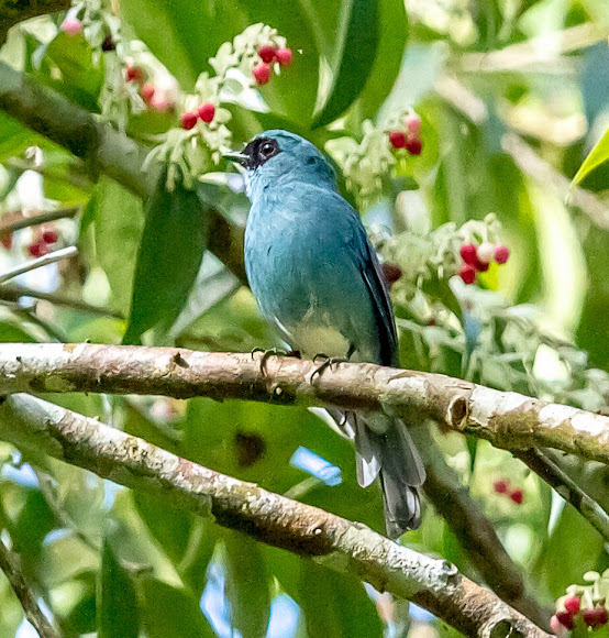 Mountain Verditer Flycatcher | Project Noah
