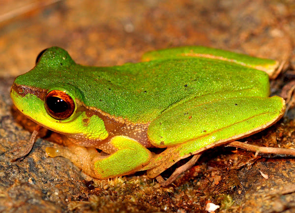 Pearson's Treefrog | Project Noah