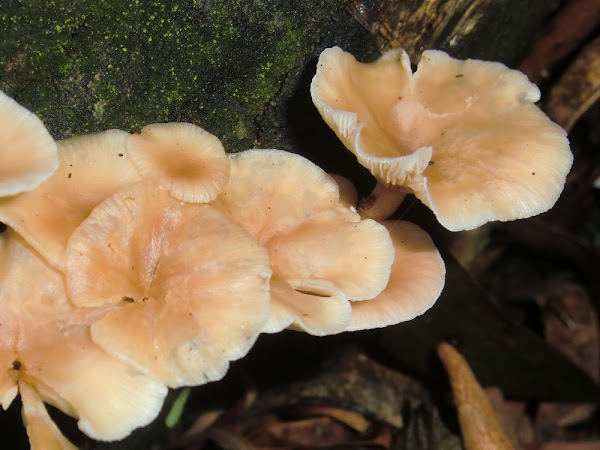 Pleurotus sp? | Project Noah