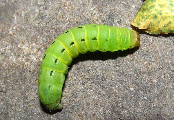 Large Yellow Underwing Caterpillar | Project Noah