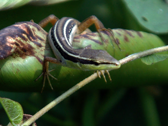 Long-tailed Grass Lizard | Project Noah