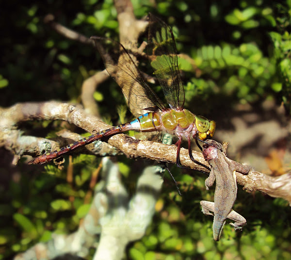 Dragonfly | Project Noah