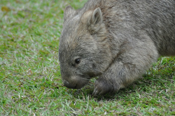 Common Wombat | Project Noah