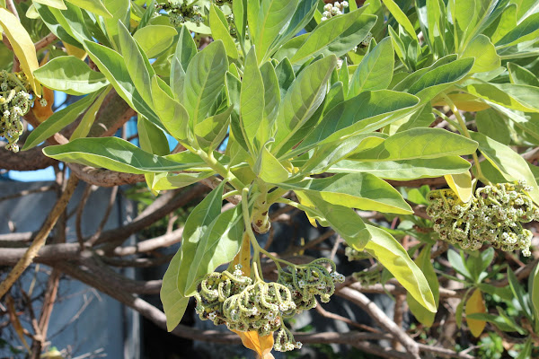 Octopus Bush | Project Noah