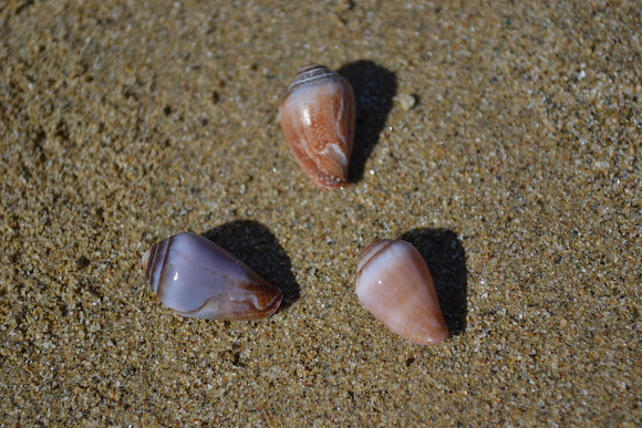 California Cone Snail | Project Noah