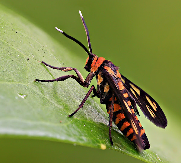 Tiger Moth | Project Noah