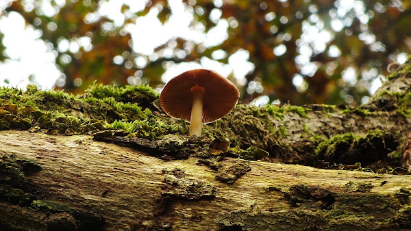 Shield fungus | Project Noah