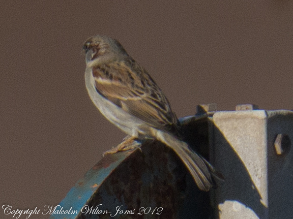 House Sparrow; Gorrión Común | Project Noah