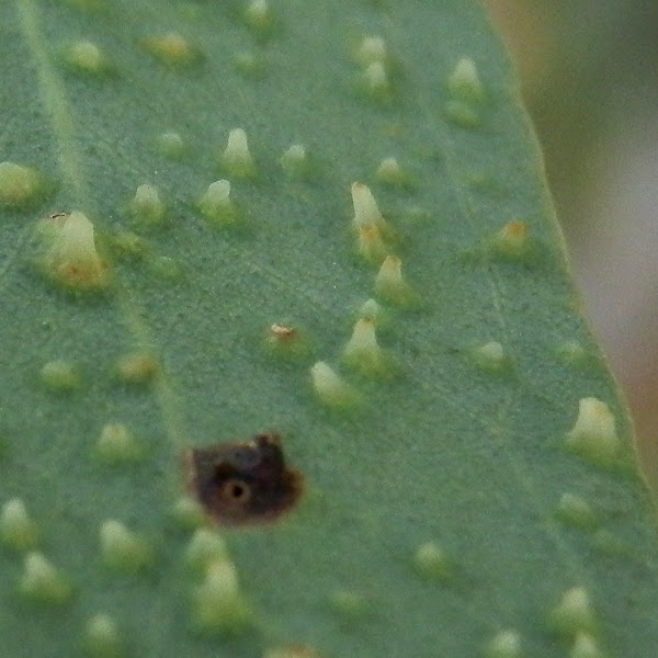 Eucalyptus leaf galls | Project Noah