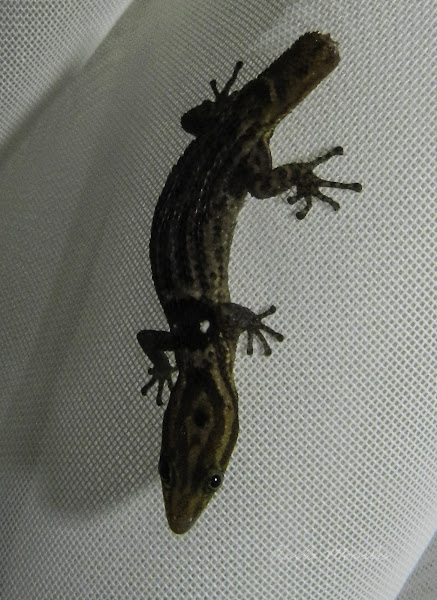 Puerto Rico Upland Gecko | Project Noah