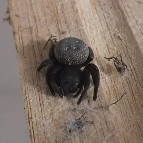 Velvet Spider | Project Noah