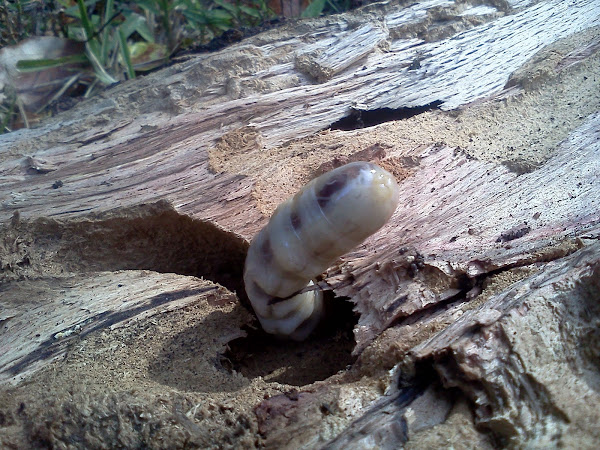 Florida wood beetle grub | Project Noah