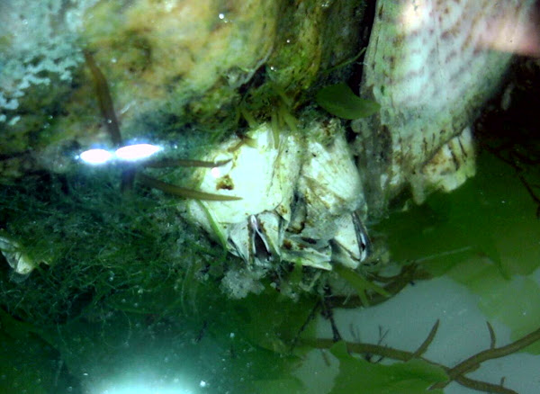 Barnacle | Project Noah