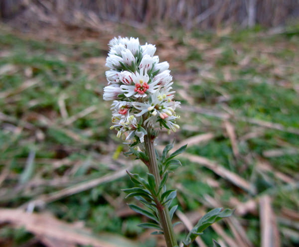 White Mignonette | Project Noah