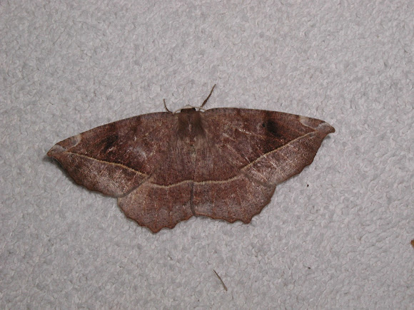 Curve-tooth geometer | Project Noah