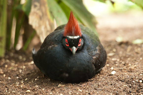 Crested Wood-partridge (male) | Project Noah