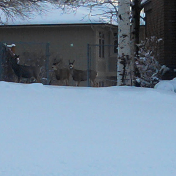 Utah Ungulates | Project Noah