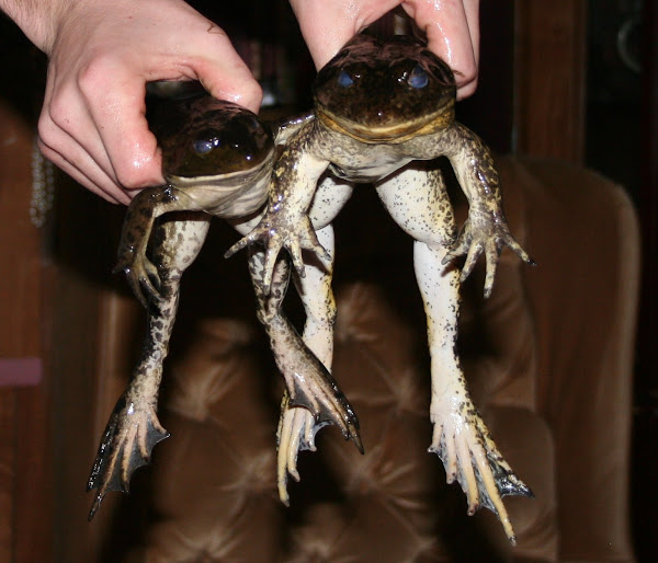 Pig Frog | Project Noah