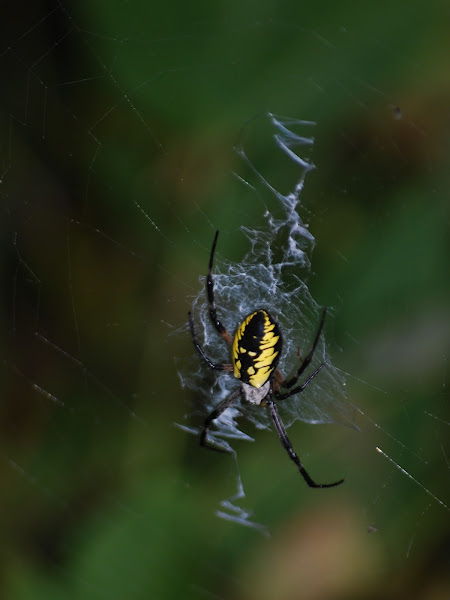Black and Yellow Garden Spider, Writing Spider, or Corn Spider ...
