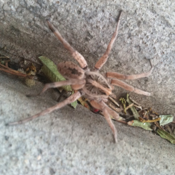 Field Wolf Spider | Project Noah