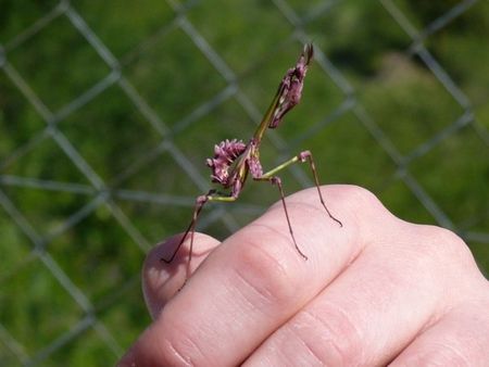 Cone-headed Mantis | Project Noah