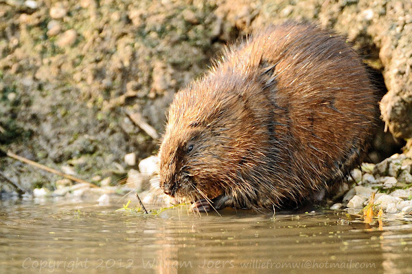 Muskrat | Project Noah
