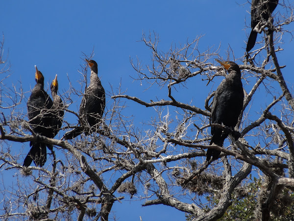 Neotropical Cormorants | Project Noah