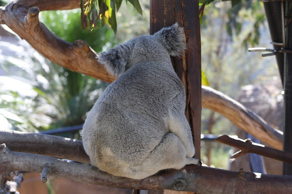 Kolala | Project Noah