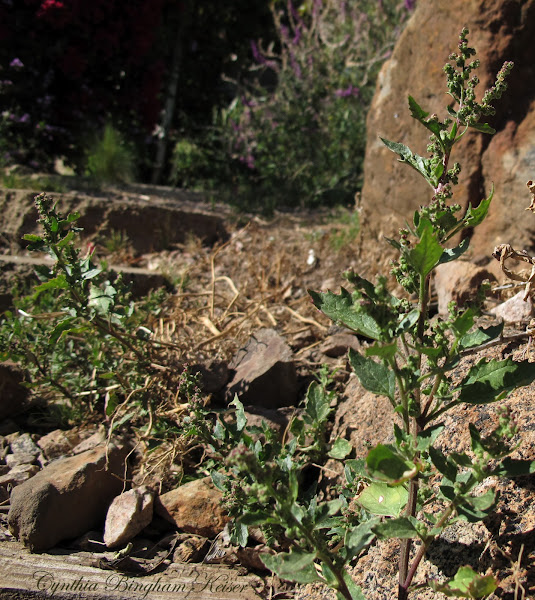Nettle-leaved Goosefoot | Project Noah