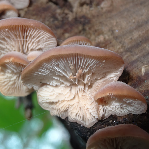 Lentinellus pulvinulus | Project Noah