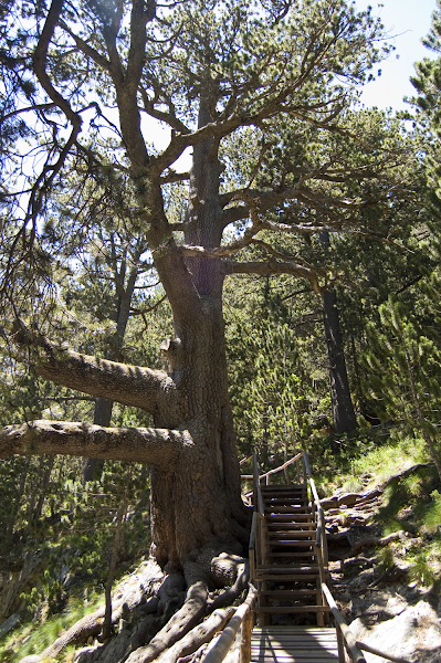 Baikushev's Pine | Project Noah