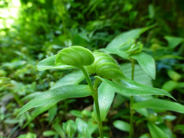 Cyanotis | Project Noah