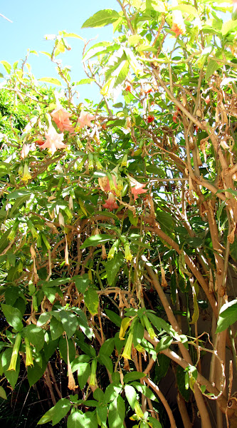 Angel's Trumpet | Project Noah