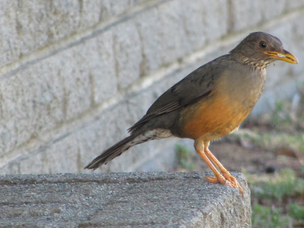 Olive Thrush | Project Noah