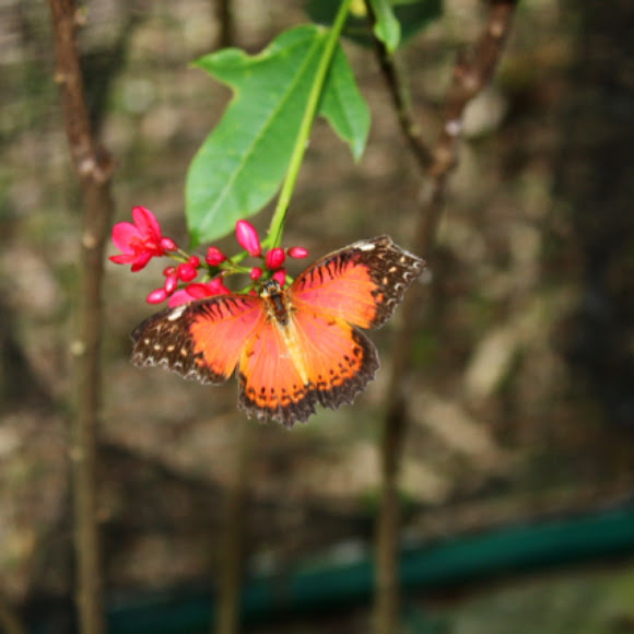 Lacewing Butterfly | Project Noah