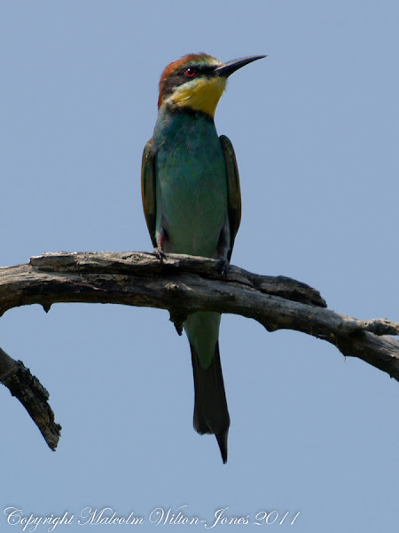 European Bee-eater | Project Noah