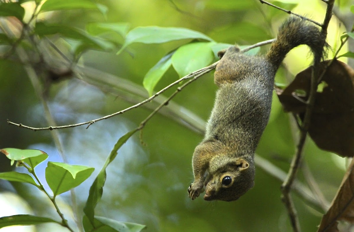 Slender Squirrel | Project Noah
