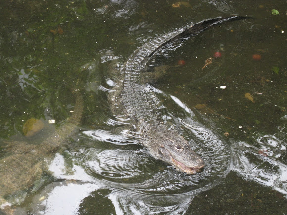 Chinese Alligator | Project Noah